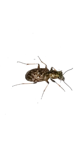 Elaphrus sibiricus · iNaturalist