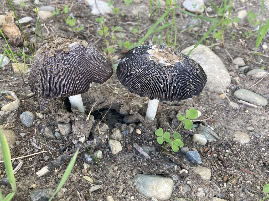 Star-capped Coprinus from Bonners Ferry, ID, US on June 21, 2022 at 10: ...