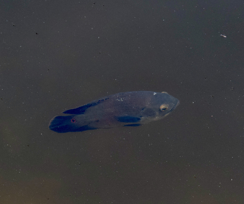 Oscar from Hibiscus St W, Everglades, FL, US on June 21, 2022 at 02:50 ...