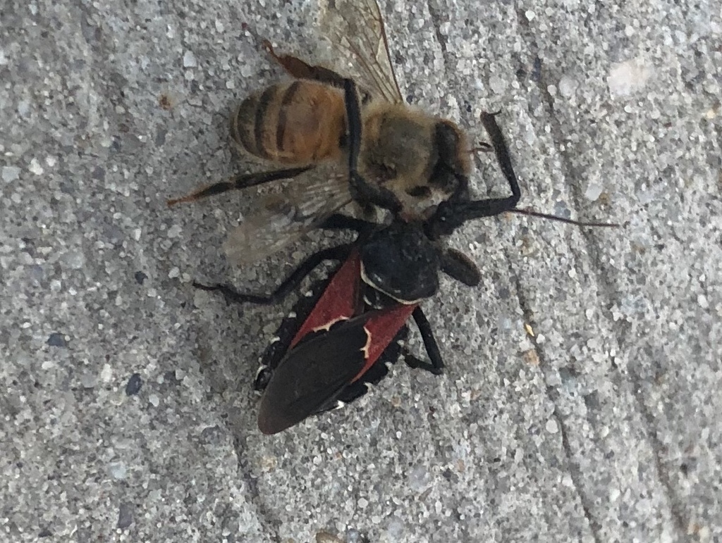 Mountain Bee Assassin from Cache National Forest, North Ogden, UT, US ...