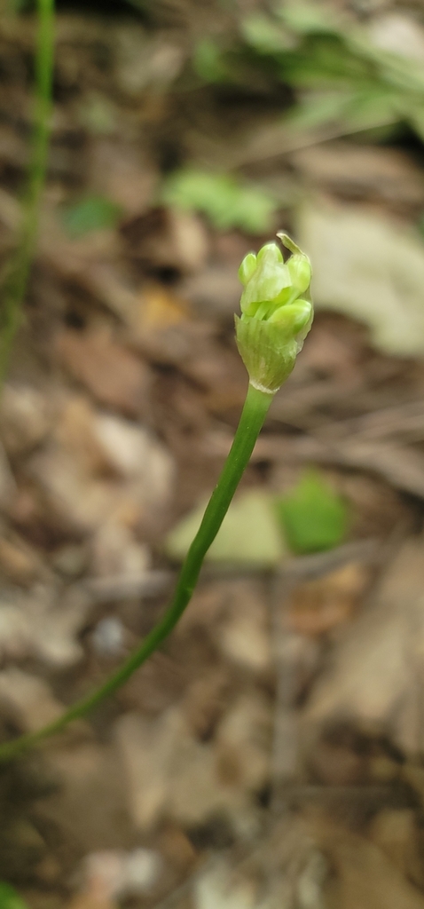 Canadian Meadow garlic in June 2022 by John Pastore · iNaturalist