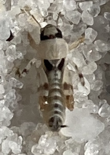 Deyrup’s Pygmy Mole Cricket (Ellipes deyrupi) · iNaturalist