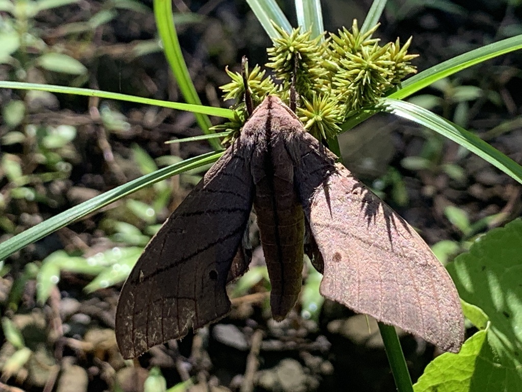 Marumba cristata bukaiana from New Taipei, TW-NT-TP, TW on June 22 ...