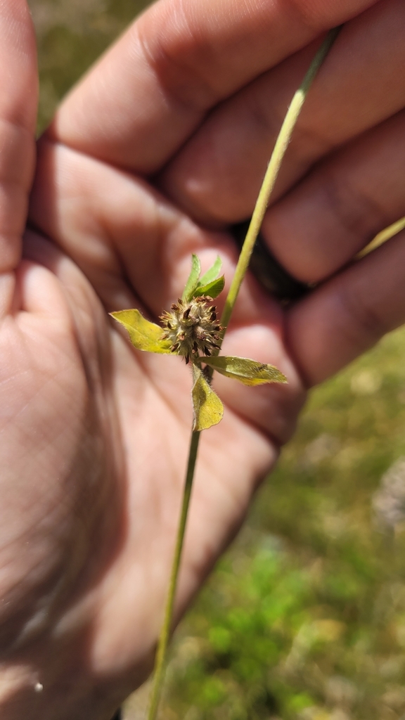 Knotted clover from Manchester, CA 95459, USA on June 21, 2022 at 01:43 ...