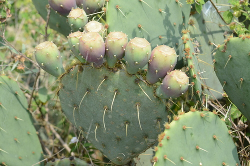 Subspecies Opuntia engelmannii aciculata · iNaturalist