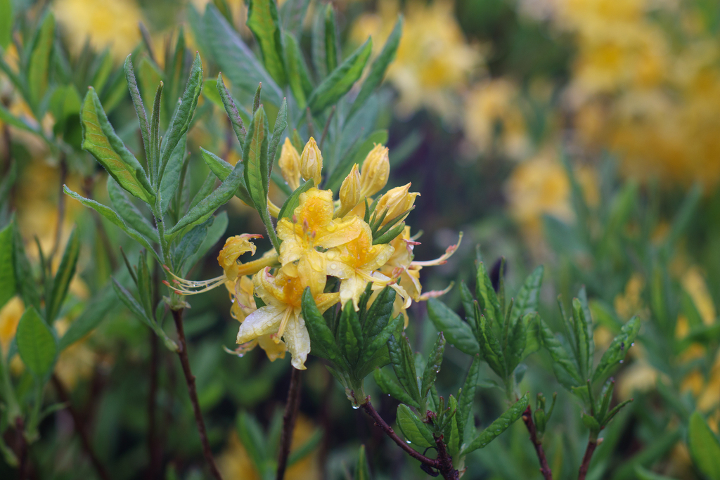 Yellow Azalea from Samegrelo-Zemo Svaneti, Georgia on June 14, 2022 at ...