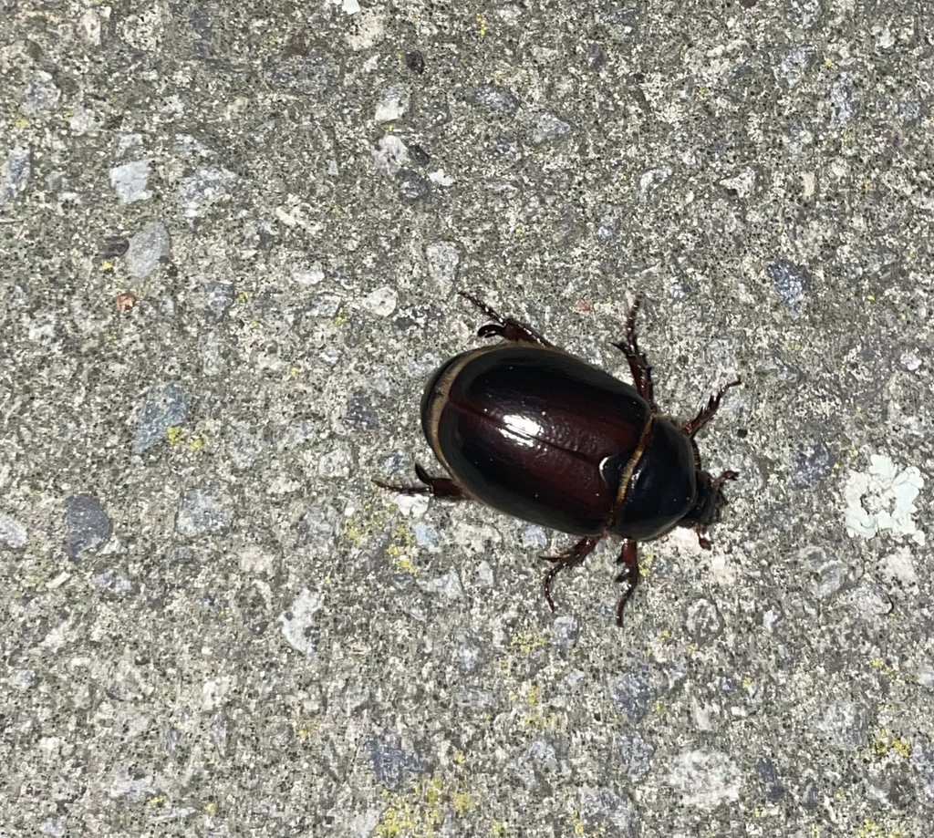 Large Sand Scarab from New Brighton, Christchurch, New Zealand on June ...