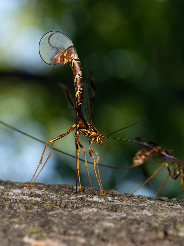 Long-tailed Giant Ichneumonid Wasp from Muskego, WI, USA on June 20 ...