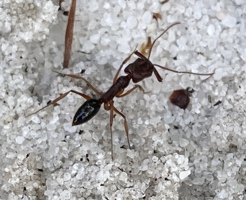 Florida Scrub Trap-jaw Ant from Allen David Broussard Catfish Creek ...