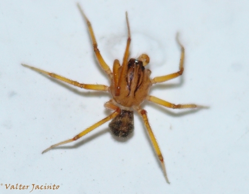 Is this a brown recluse? : r/spiderbro