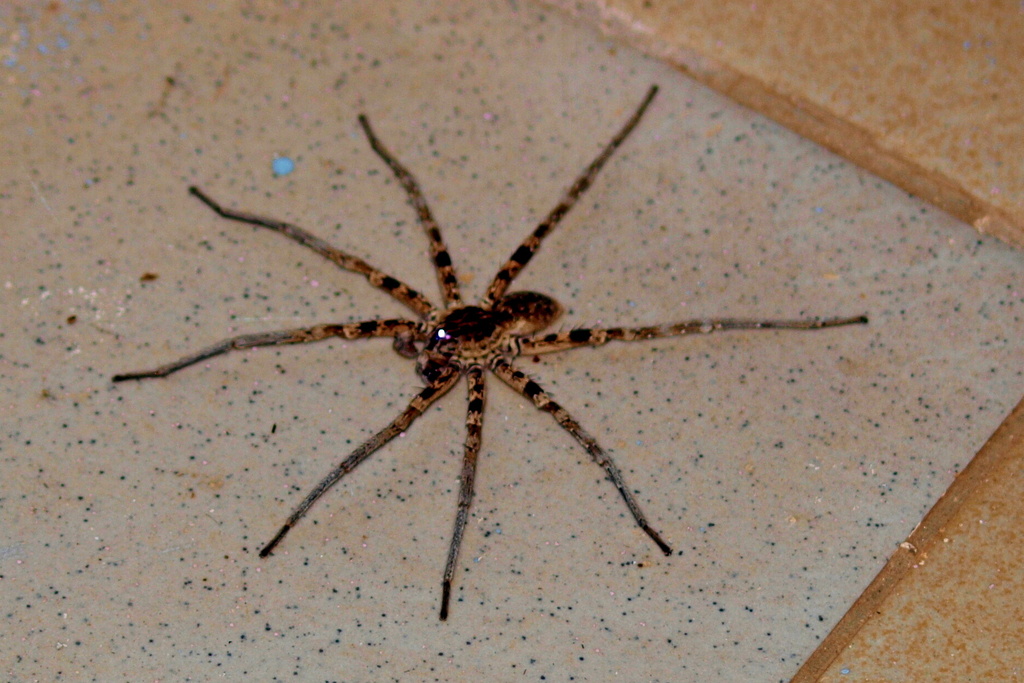 Zebra Wandering Spiders from Bekopaka, Madagaskar on November 13, 2011 ...