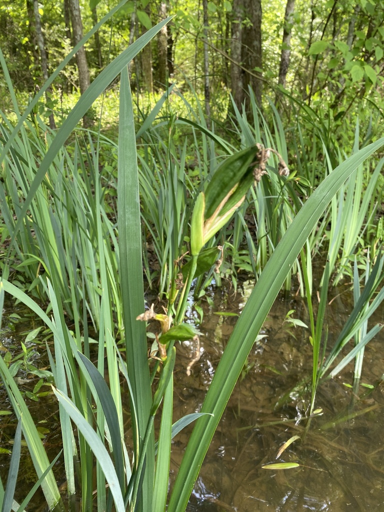 Irises from Prairie Peninsula, Soddy Daisy, TN, US on May 22, 2022 at ...