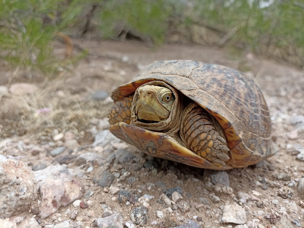 Desert Box Turtle in June 2022 by isabel sanchez. Reubicada fuera del ...