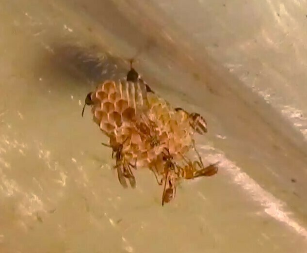 Paper Wasps from Puerto Morelos, Quintana Roo, Mexico on June 08, 2022 ...