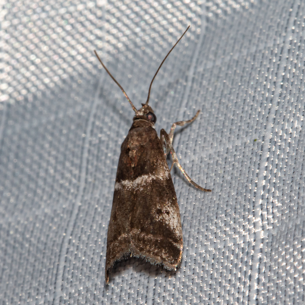 Crescent-winged Caudellia Moth from Anne Arundel County, MD, USA on ...