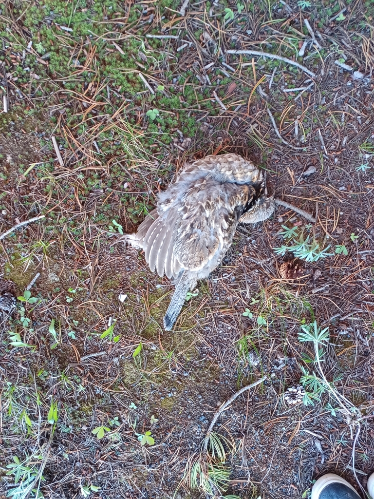 Ruffed Grouse from Island Park, ID 83429, USA on June 22, 2022 at 07:51 ...
