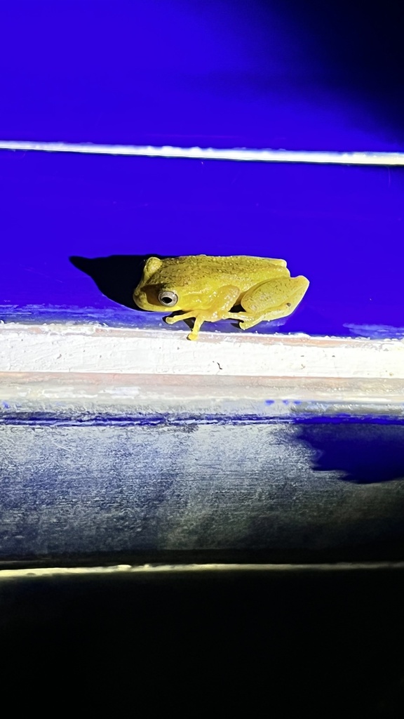 Boettger's Colombian Tree Frog from Montenegro, Quindío, CO on June 22 ...