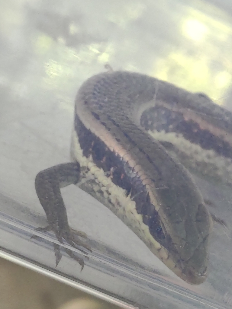 Longtail Mabuya from Nantou, TW-TA, TW on June 23, 2022 at 12:24 PM by 古國順 · iNaturalist