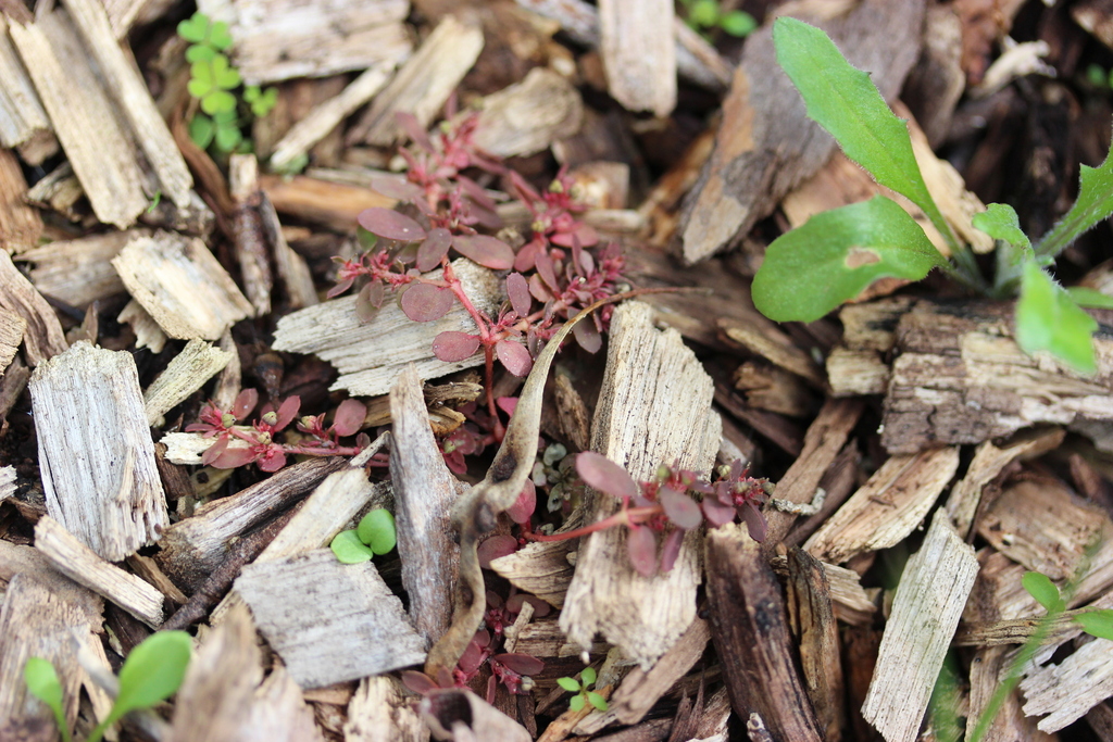 Spotted spurge from Melbourne VIC, Australia on June 23, 2022 at 03:15 ...