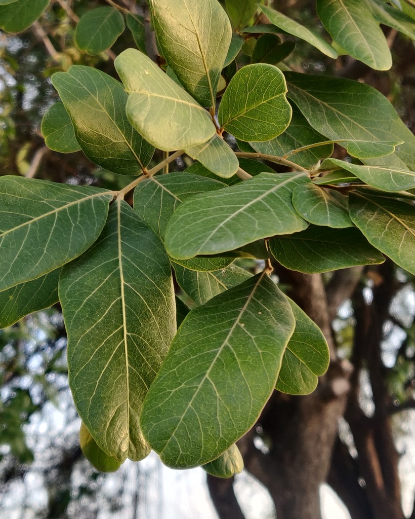 Sapindus emarginatus from G8HM+8C, Ameenpur, Hyderabad, Telangana ...