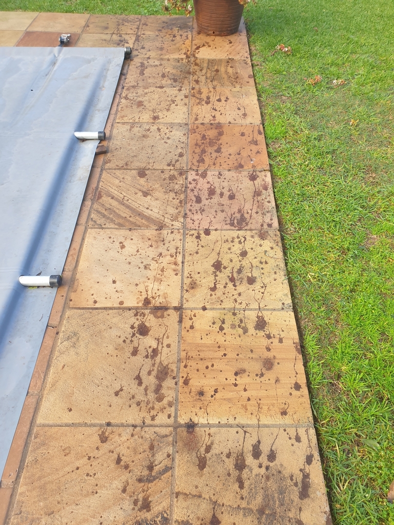 Egyptian Rousette from Eversdal, Cape Town, 7550, South Africa on June ...