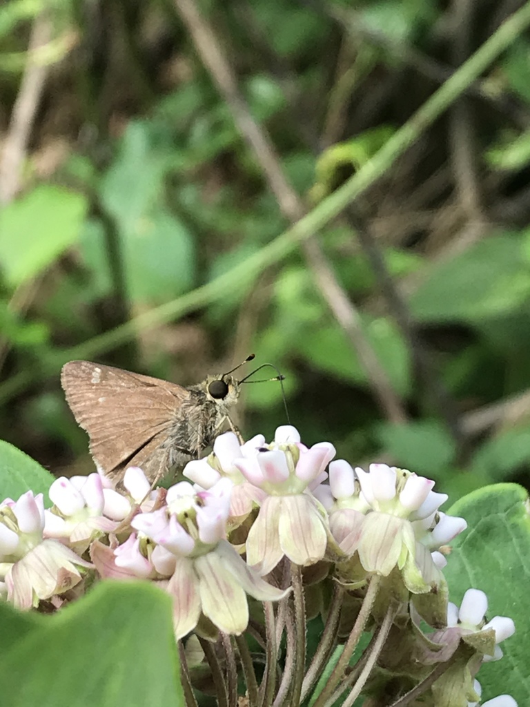 branded grass skippers from 15044, Gibsonia, PA, US on July 05, 2018 at ...