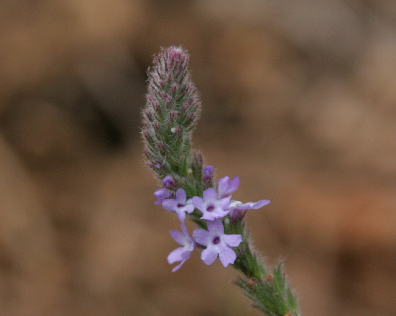 western vervain from Happy Canyon Road, Santa Barbara, CA on May 25 ...