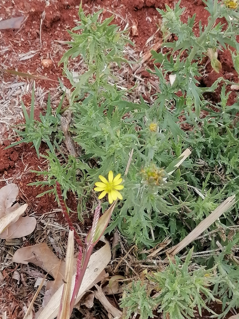 Buchu Boneseed from Annlin, Pretoria, 0066, South Africa on June 23 ...