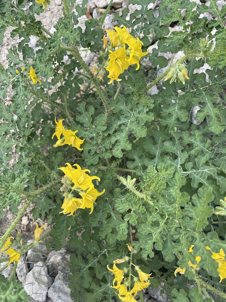 buffalo-bur from S Cedar St, McKinney, TX, US on June 23, 2022 at 07:38 ...