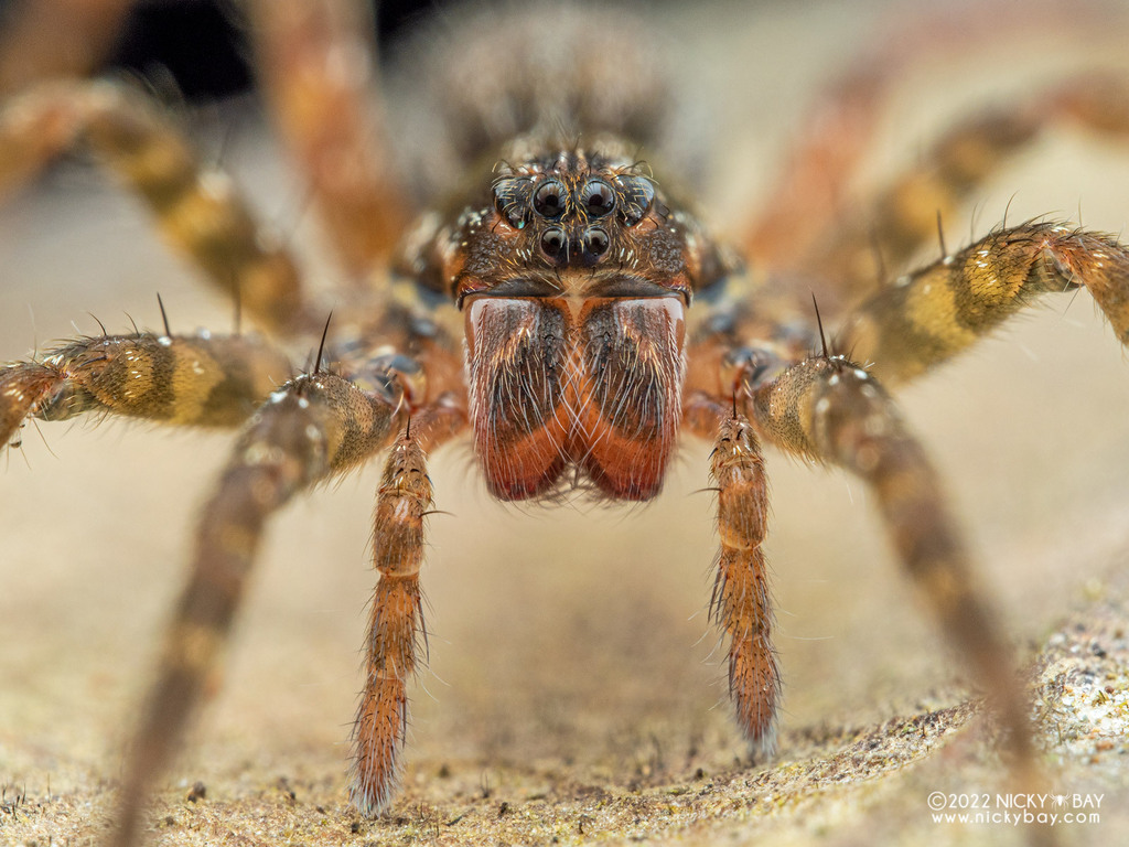 Wandering Spiders from Waita Lodge, Puerto Montúfar, Ecuador on June 7 ...