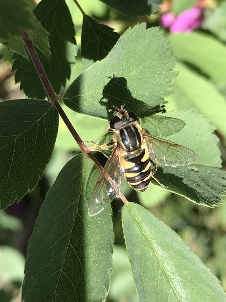 Narrow-headed Marsh Fly from Cheney, WA, US on June 23, 2022 at 08:49 ...