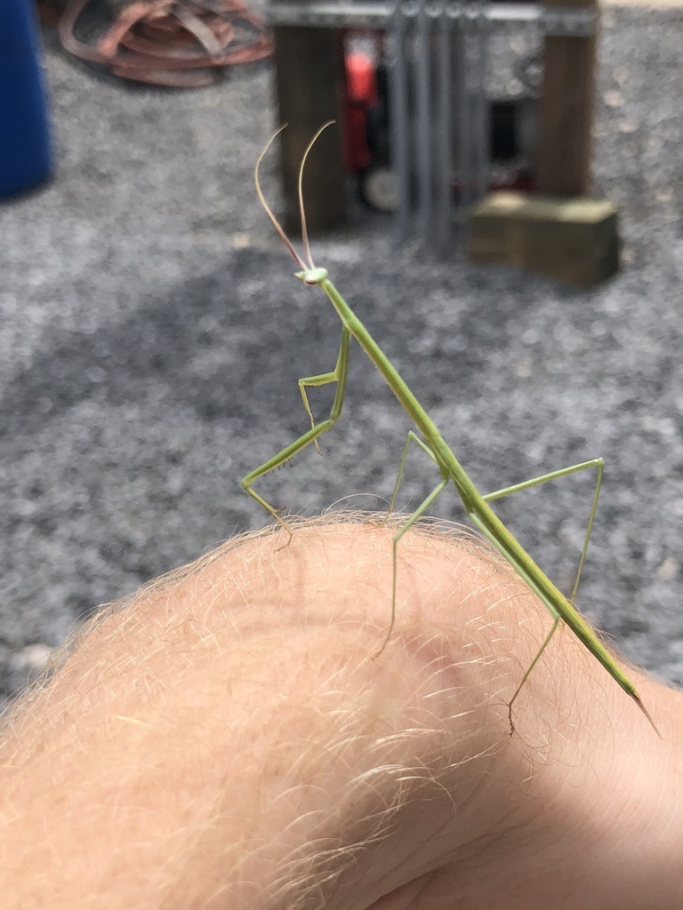 Northern Grass Mantis from 700 S Barracks St, Pensacola, FL, US on July ...