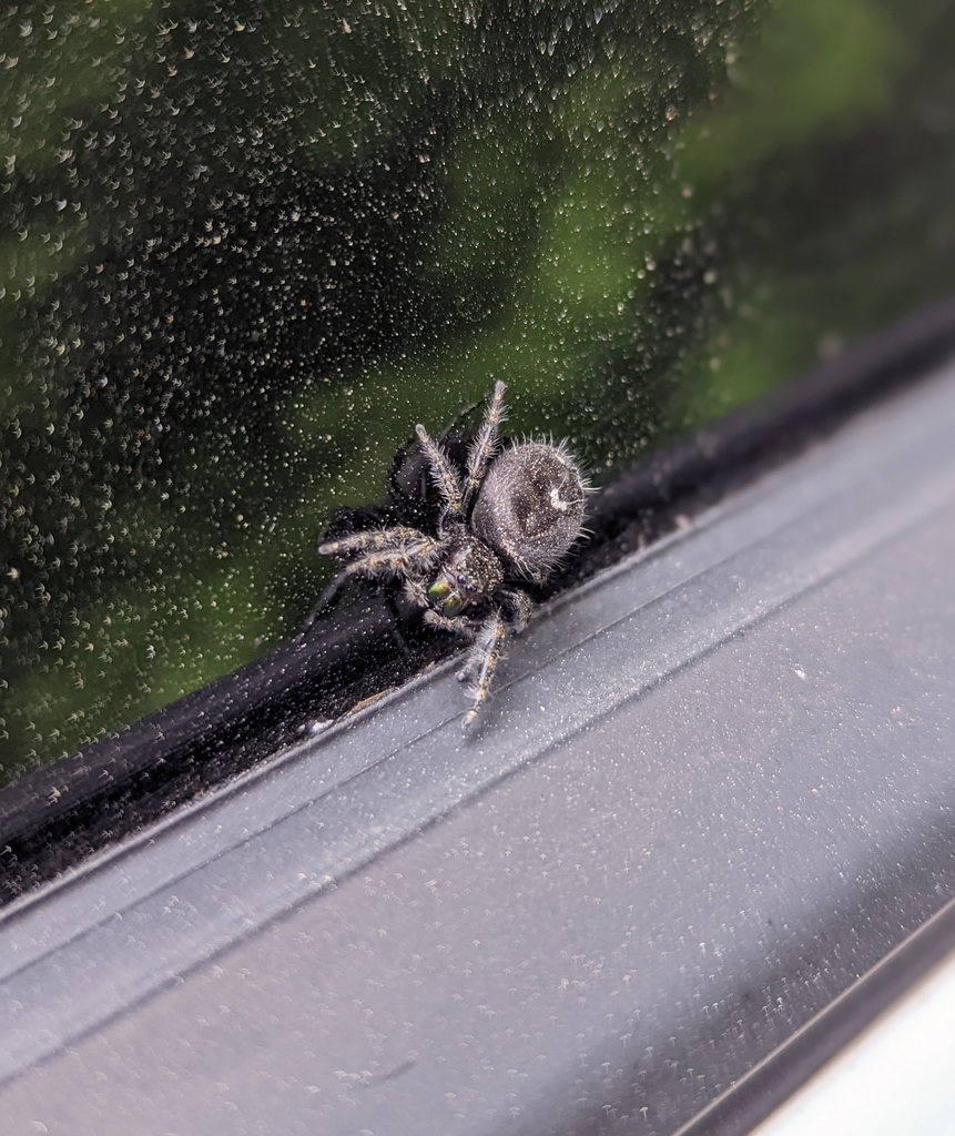 Bold Jumping Spider from Guelph/Eramosa, ON N0B, Canada on June 20 ...