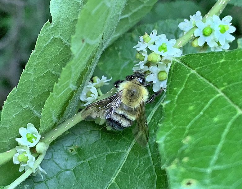 Perplexing Bumble Bee from Hockessin, DE, USA on June 18, 2022 at 10:40 ...