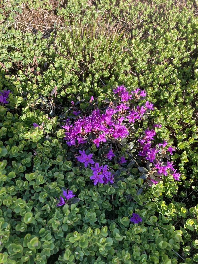 Lapland Azalea from Whitefield, NH, US on June 21, 2022 at 09:37 AM by ...