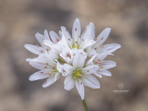 Allium cassium · iNaturalist