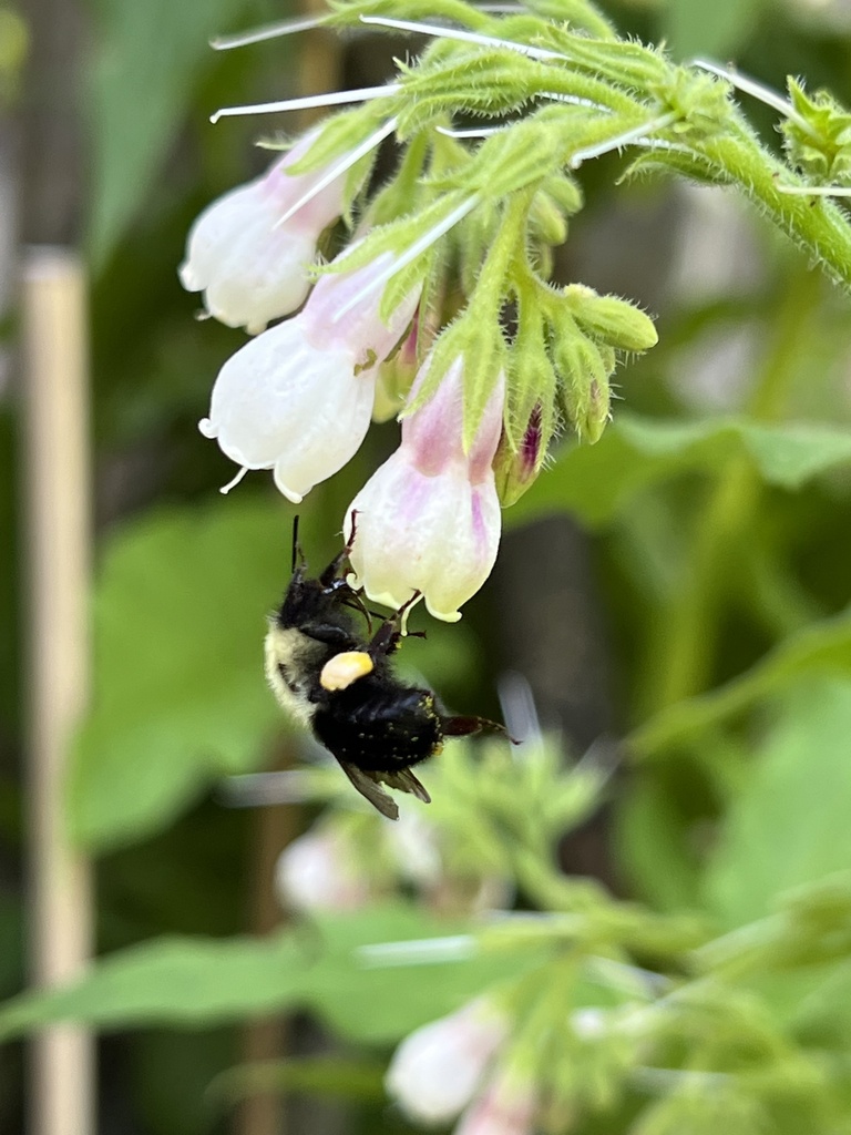 Two-spotted Bumble Bee from Herring Cove Rd, Halifax, NS, CA on June 23 ...