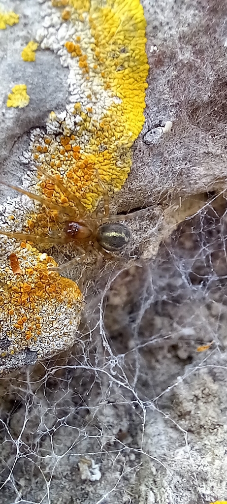 Lace web spiders from Brent Knoll, Highbridge TA9, UK on June 23, 2022 ...