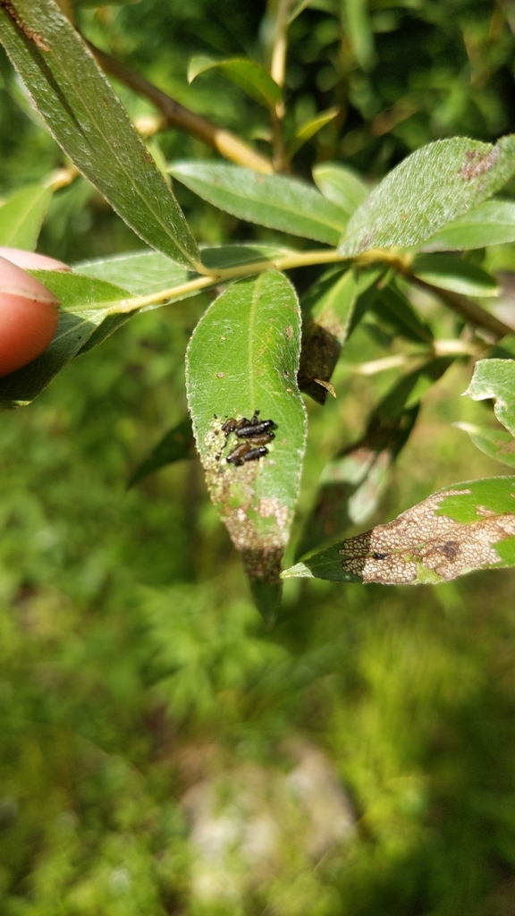 Beetles from Coventry, CT, USA on June 23, 2022 at 04:34 PM by knels ...