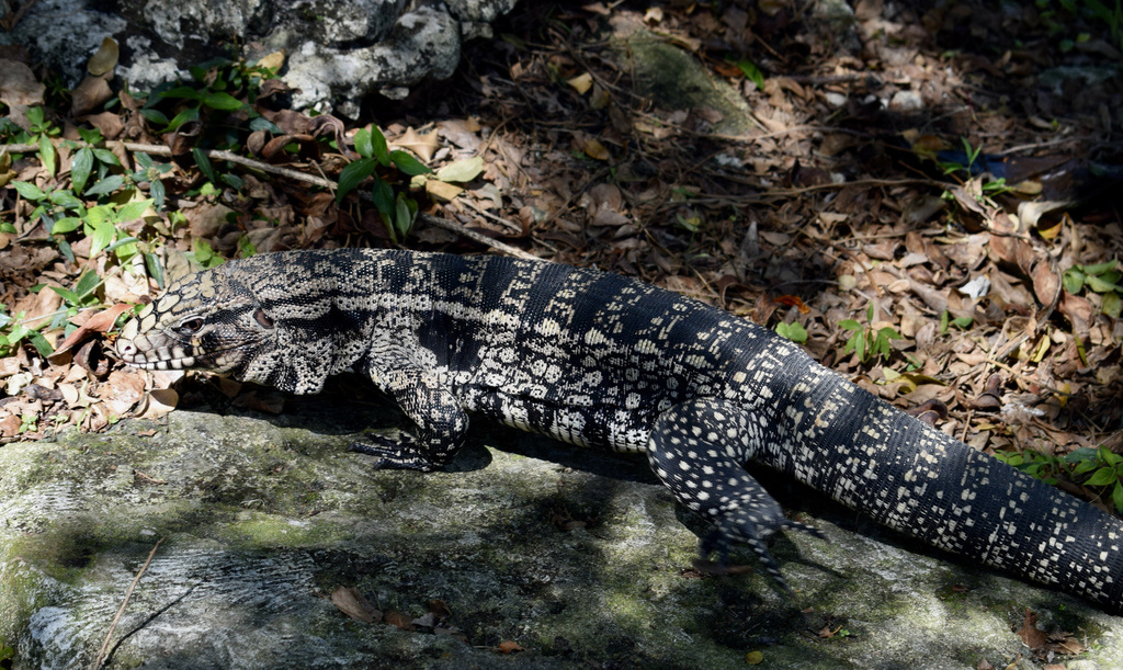 Argentine Black-and-white Tegu from Lake Placid, Everglades, FL, US on ...