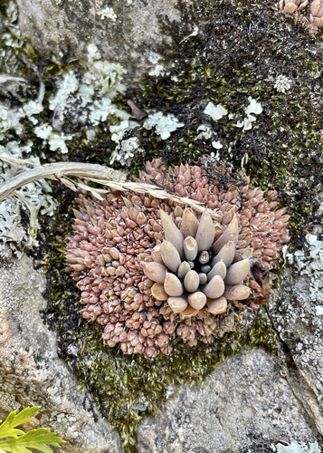 Photo 208577416, (c) Dr. Alexey Yakovlev, all rights reserved, uploaded ...