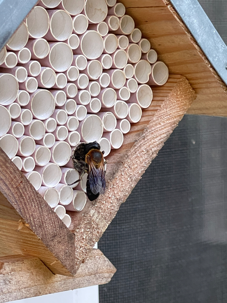 Sculptured Resin Bee from Tallahassee on June 23, 2022 at 06:13 PM by ...