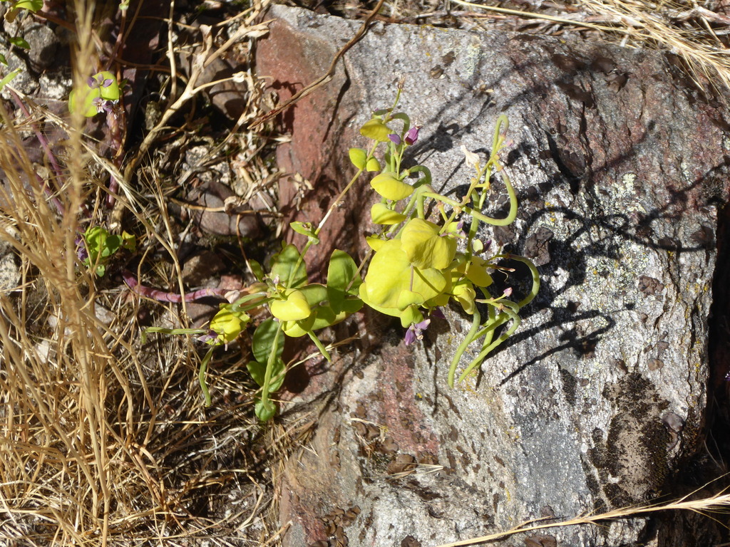 Mountain Jewelflower from Langs Crossing , Jorden Creek Trails, Nevada ...