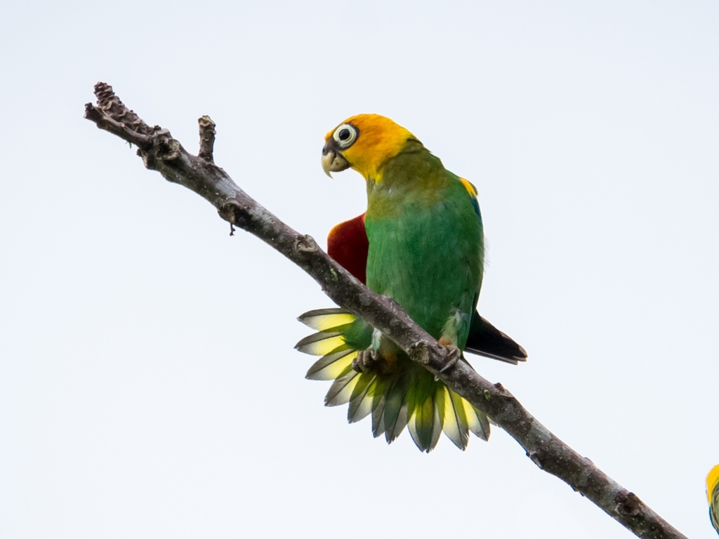 Saffron-headed Parrot in October 2021 by Guillermo Nagy Aramacao Tours ...