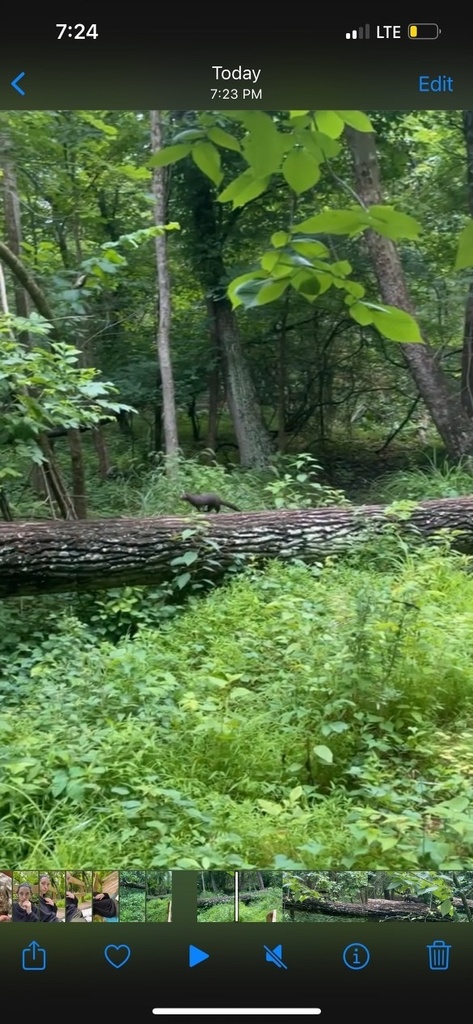 American Mink from Lakeside Dr, Baltimore, MD, US on June 23, 2022 at ...