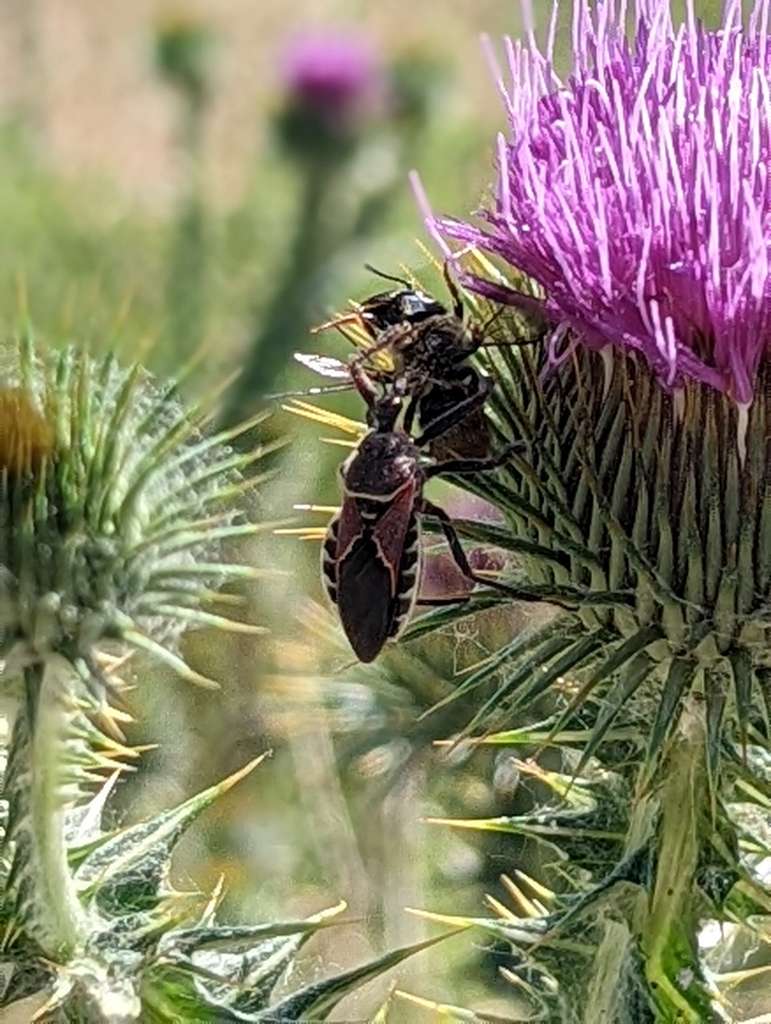 Bee Assassins from Denver, CO 80239, USA on June 23, 2022 at 03:38 PM ...