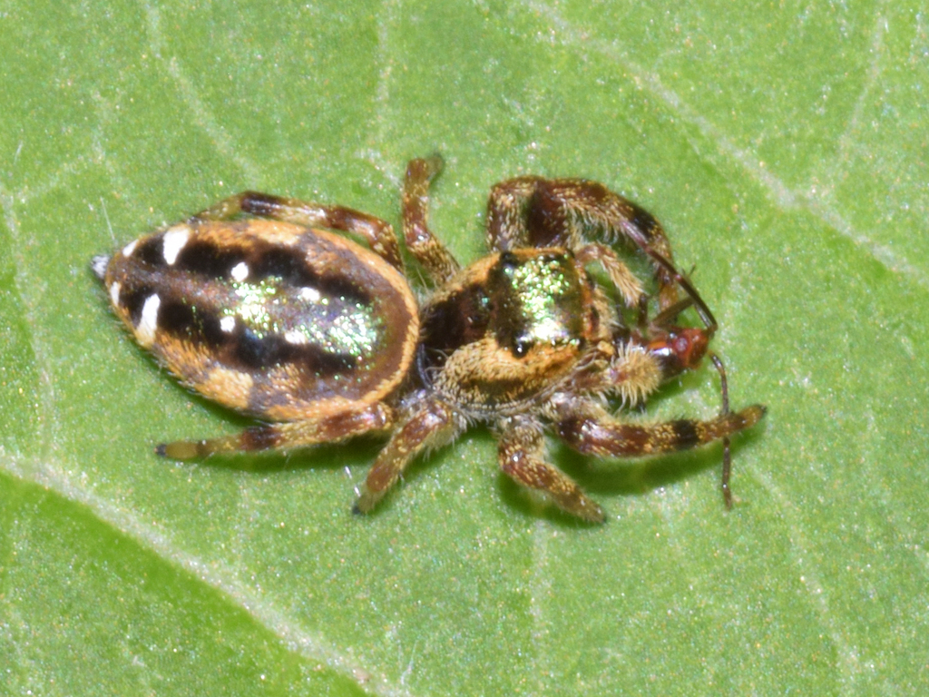 Golden Jumping Spider in June 2022 by trinectes · iNaturalist