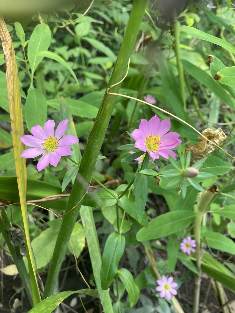 Sabatia dodecandra foliosa from International Trade Pkwy, Port ...