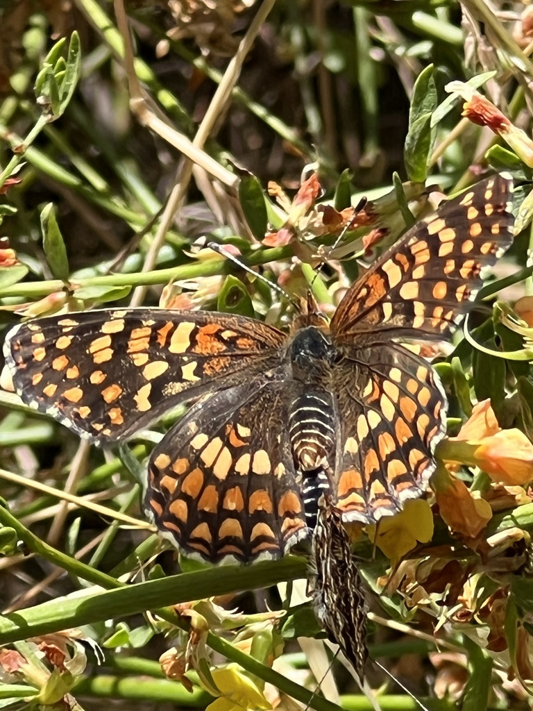 Gabb's Checkerspot from Garrapata State Park, Carmel, CA, US on June 23 ...