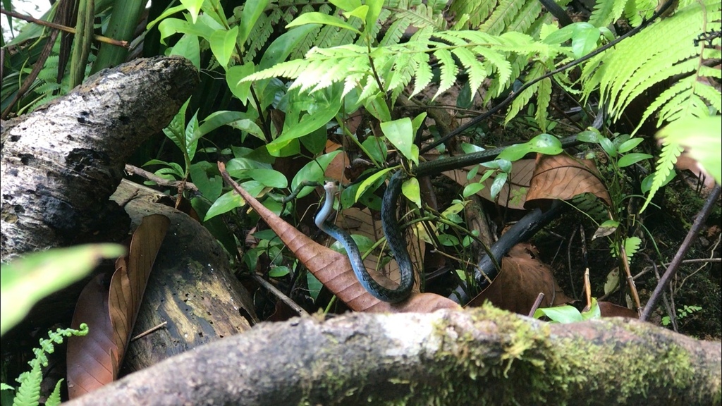 Palau Tree Snake (Dendrelaphis striolatus) - Snakes and Lizards